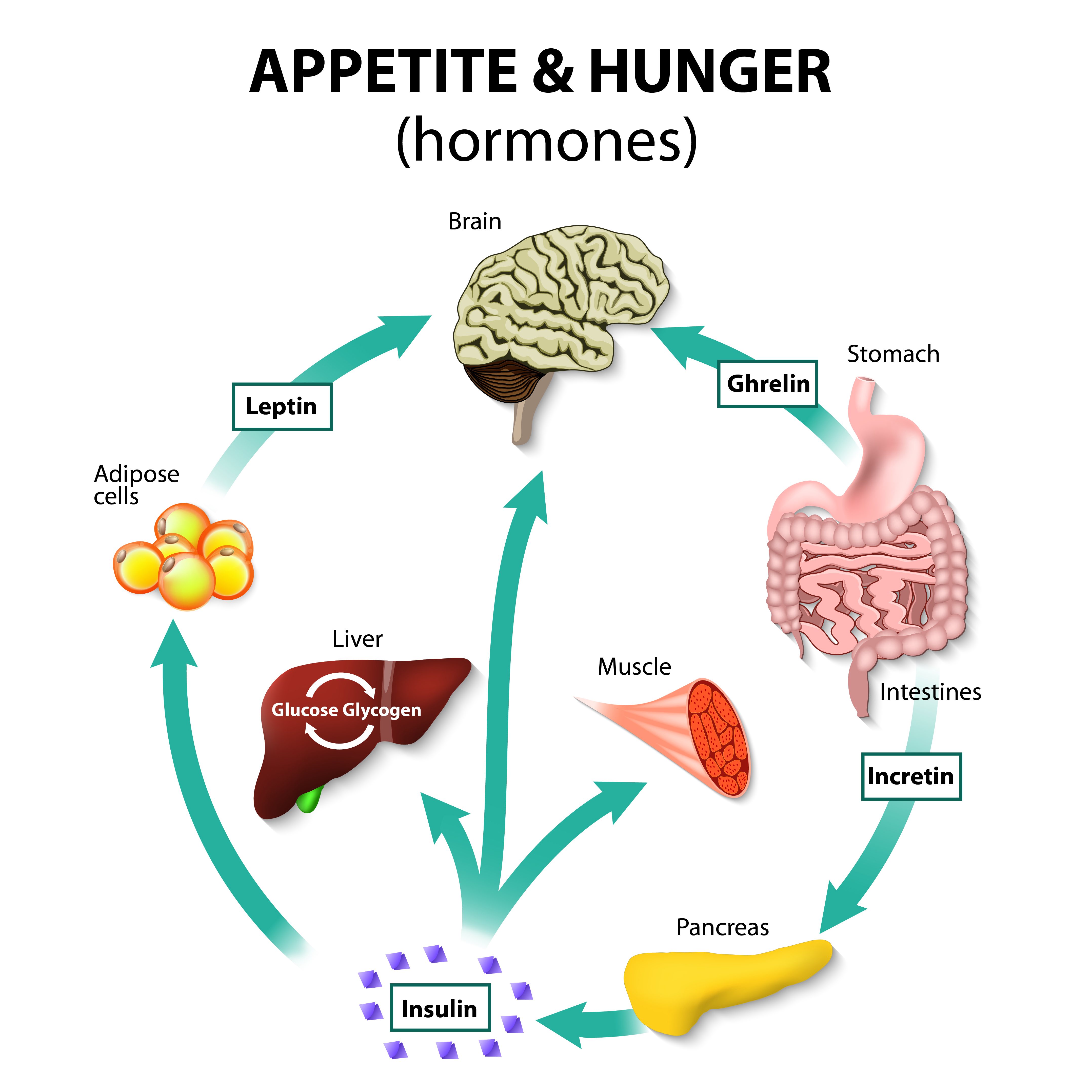 Metabolism And Your Hormones Jillian Michaels